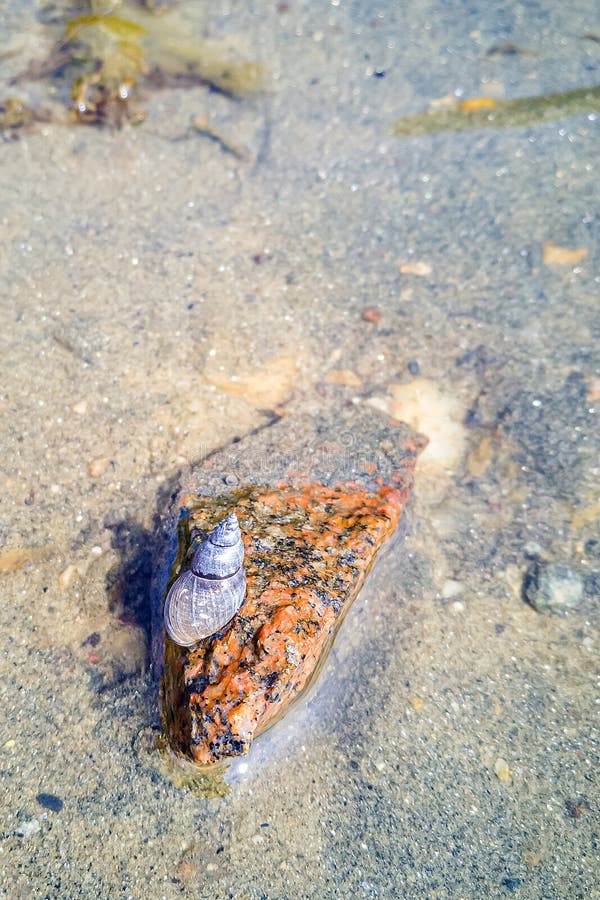 River Snail on a Stone in the River Stock Photo - Image of little, wild ...