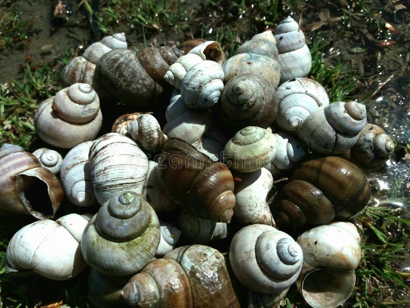 Shells of river snails stock image. Image of bank, shells - 114076751