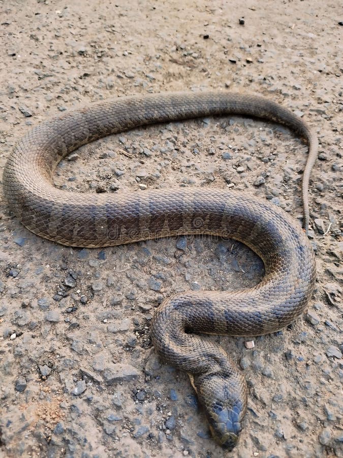 River Snakes Camouflage on the Streets Stock Image - Image of copy ...