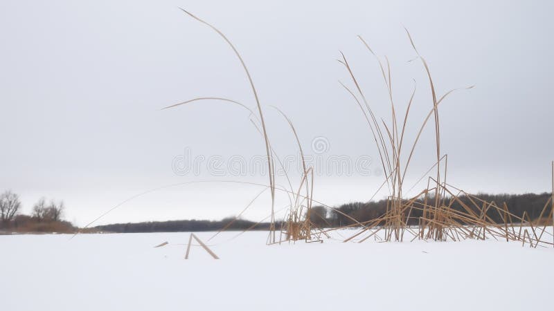 River Snow Dry a Grass and Trees Nature Beautiful Landscape Winter ...