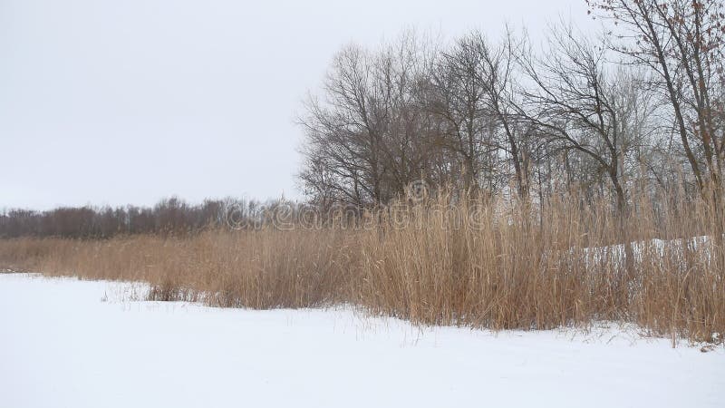 River Snow Dry a Grass and Trees Winter Nature Beautiful Landscape ...