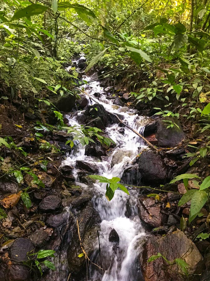River Source within the Forest. Stock Photo - Image of landscape, river ...