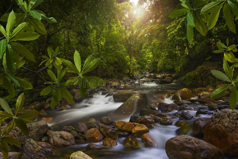 Southeast Asian Jungle with River Stock Photo - Image of august ...