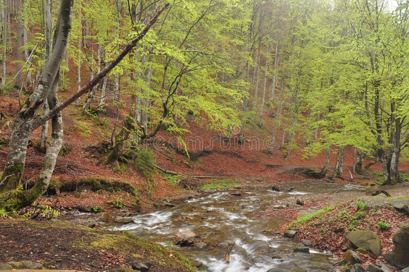 River in spring forest stock photo. Image of natural - 24031146