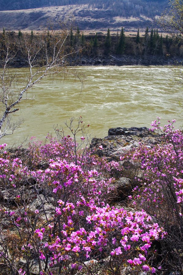 River and spring s flower. stock photo. Image of trees - 771378