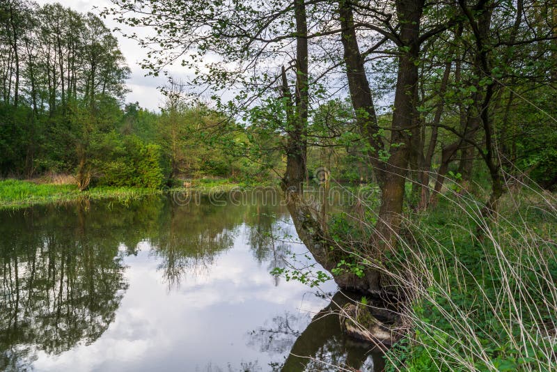 River in the spring sun stock image. Image of green - 117472777