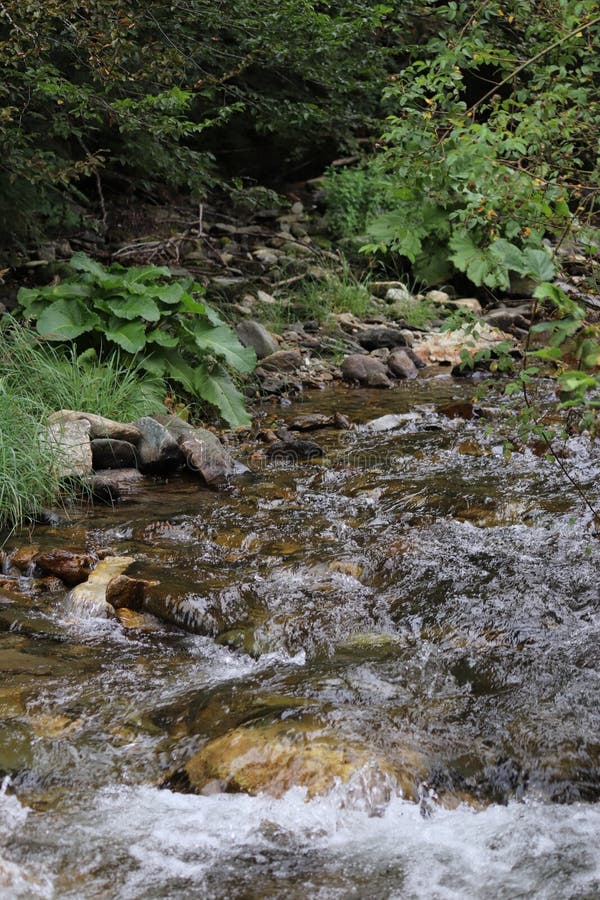 River Stone Serbia Balkan Tree Stock Photo - Image of balkan, serbia ...