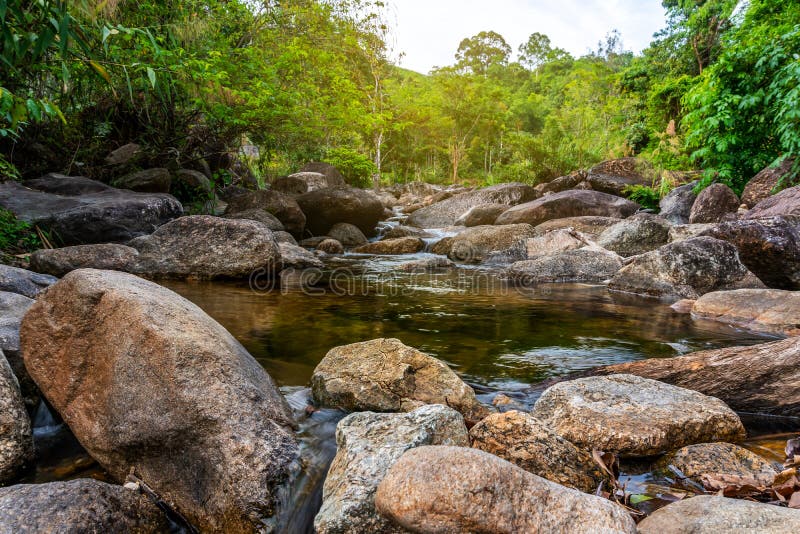 River Stone and Tree Colorful, View Water River Tree in Forest Stock ...