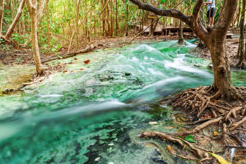 River Stone and Tree Colorful, View Water River Tree in Forest Stock ...