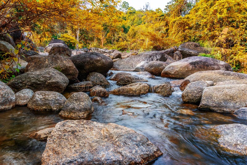 River Stone and Tree Colorful, View Water River Tree in Forest Stock ...