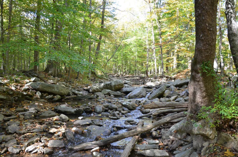 Stream or Creek in Forest with Rocks and Trees Stock Image - Image of ...