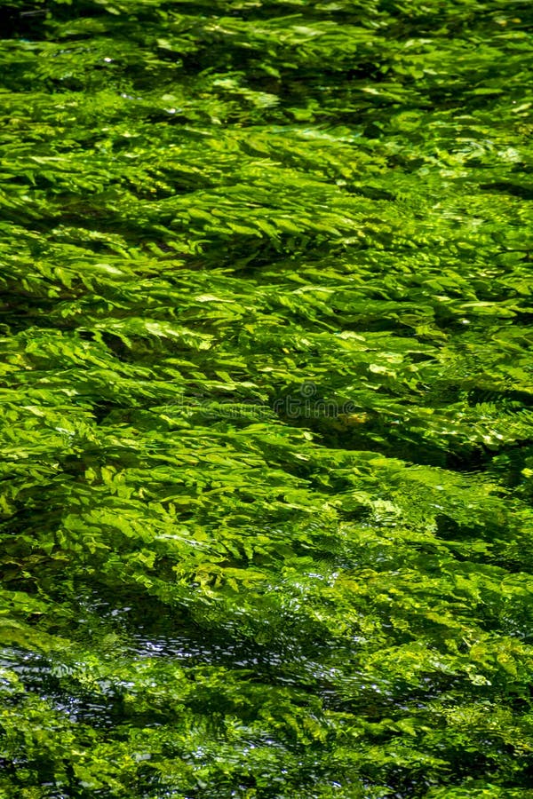 River Stream with Emerald Green Water and Green Water Plants Stock ...