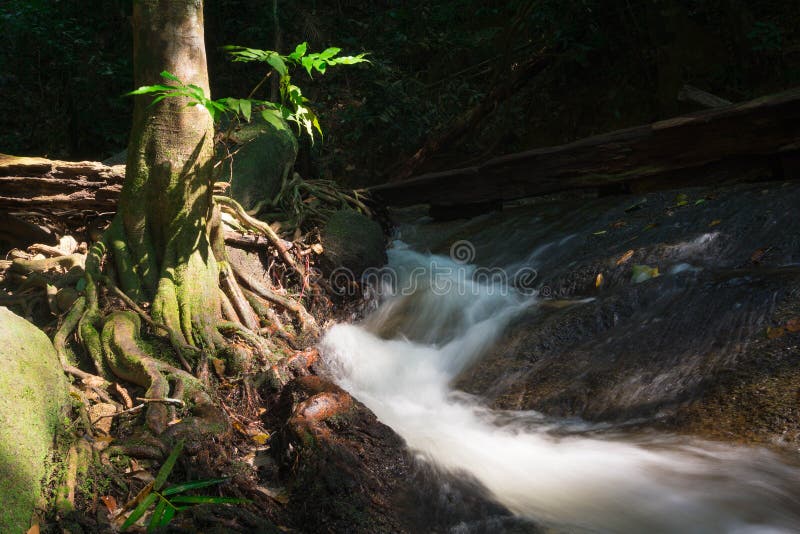 A River Stream Flowing through a Tree Root Stock Image - Image of area ...
