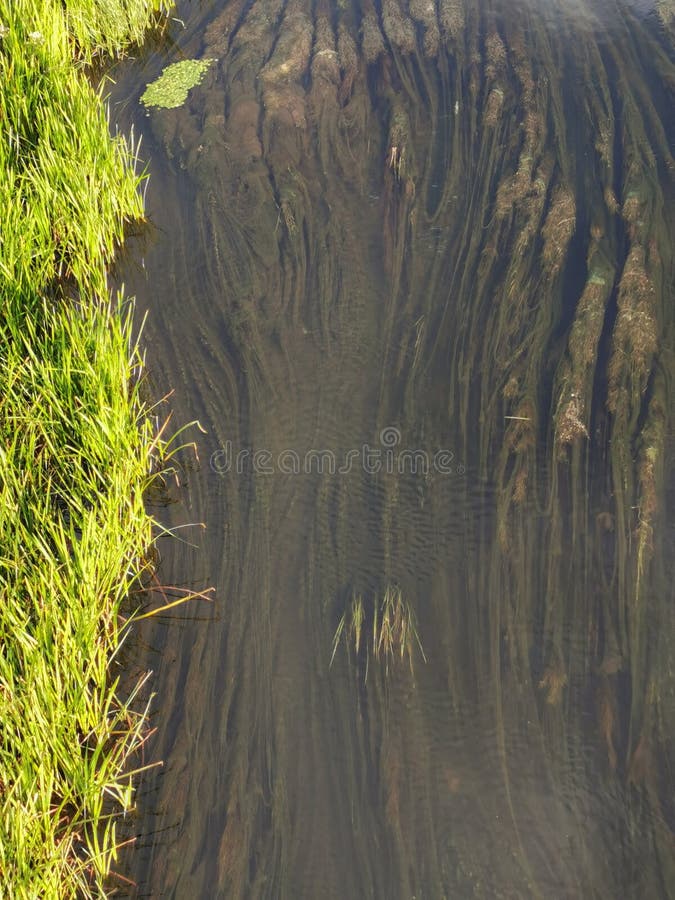 River Stream and Grass Growing at the Bottom. Stock Photo - Image of ...