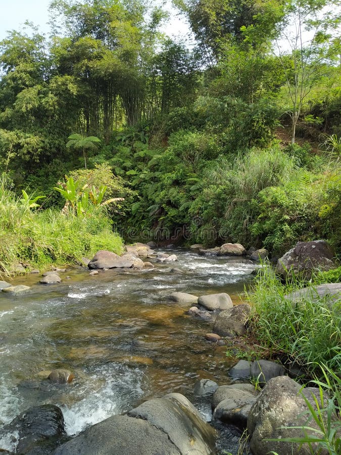 River Stream in the Middle of Jungle Stock Image - Image of waterfall ...