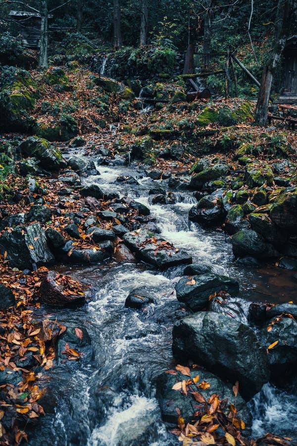 River Stream in Mountain Forest in Dramatic Dark Green Color Stock ...