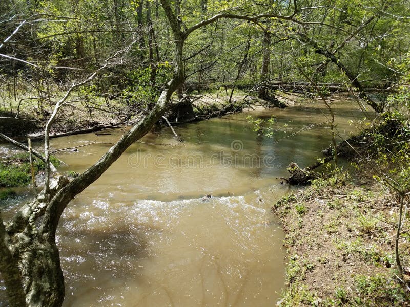 River or Stream with Mud and Trees in Forest Stock Photo - Image of ...