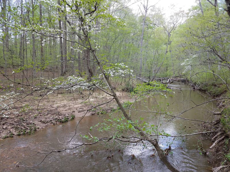 River or Stream with Mud and Trees in Forest Stock Photo - Image of ...