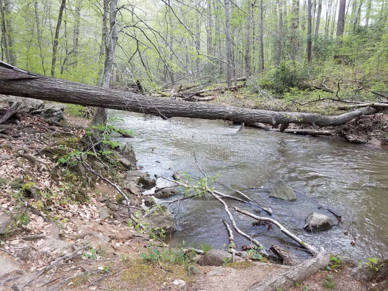 River or Stream with Mud and Trees in Forest Stock Photo - Image of ...