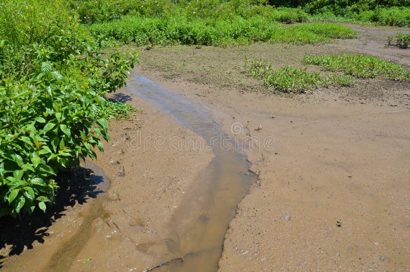 River or Stream in Muddy Water with Plants in Wetland Stock Image ...