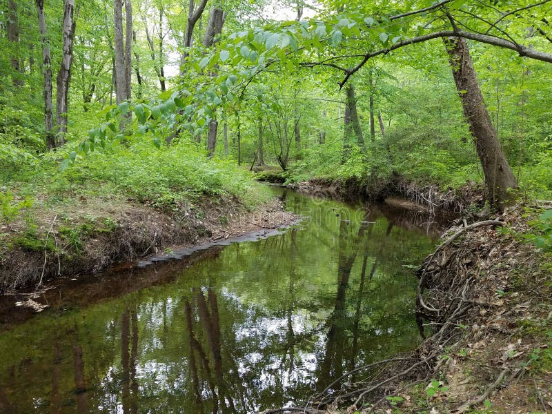 River or Stream with Reflection and Green Leaves and Trees in Forest ...