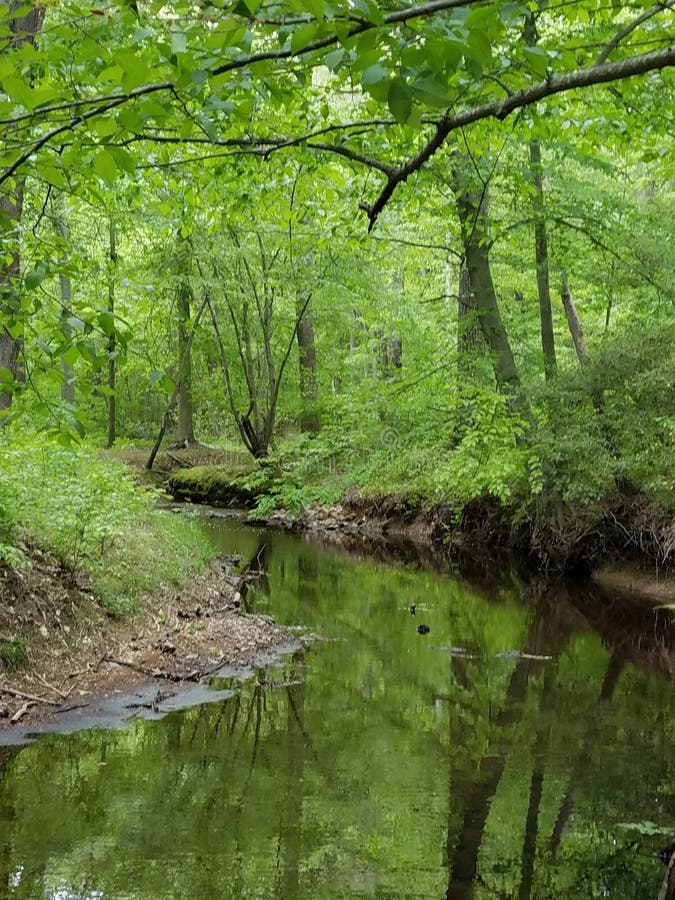 River or Stream with Reflection and Green Leaves and Trees in Forest ...