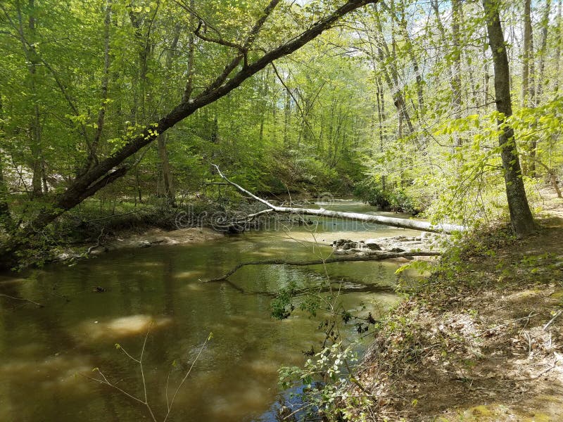 River or Stream with Rocks and Trees in Forest Stock Photo - Image of ...
