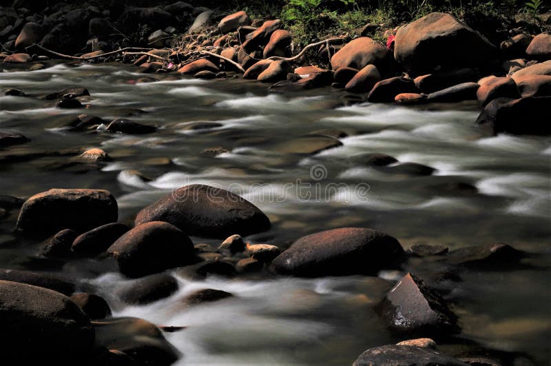 River Stream in a Tropical Rainforest with a Vast Thick Jungle Stock ...