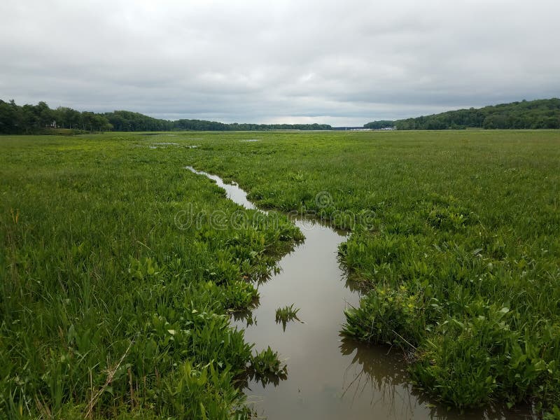 River or Stream Water and Green Plants in Wetland Stock Image - Image ...