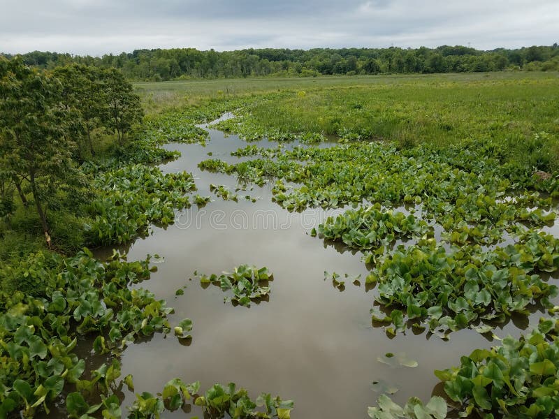 River or Stream Water and Green Plants in Wetland Stock Photo - Image ...