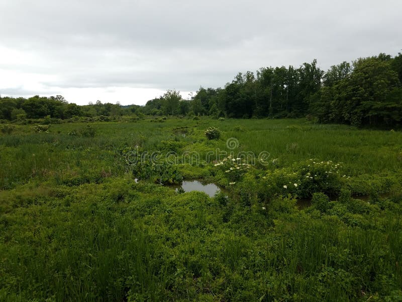 River or Stream Water and Green Plants in Wetland Stock Image - Image ...