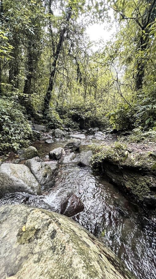 River Stream Waterfall in Forest Landscape Stock Photo - Image of ...