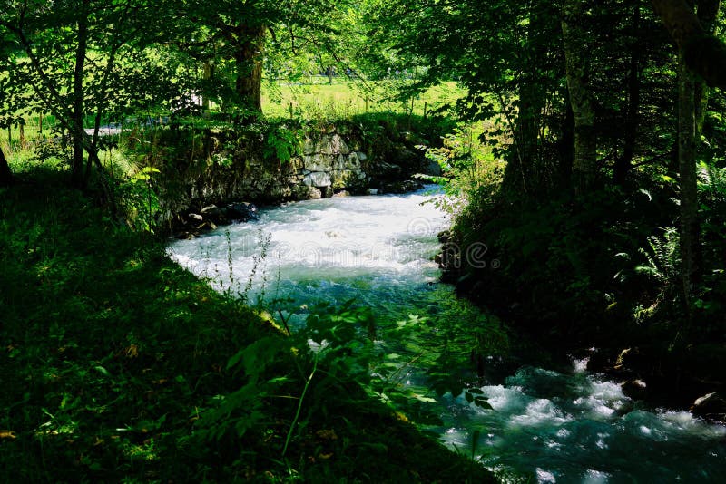River Streaming in the Middle of the Field Surrounded by Trees in ...