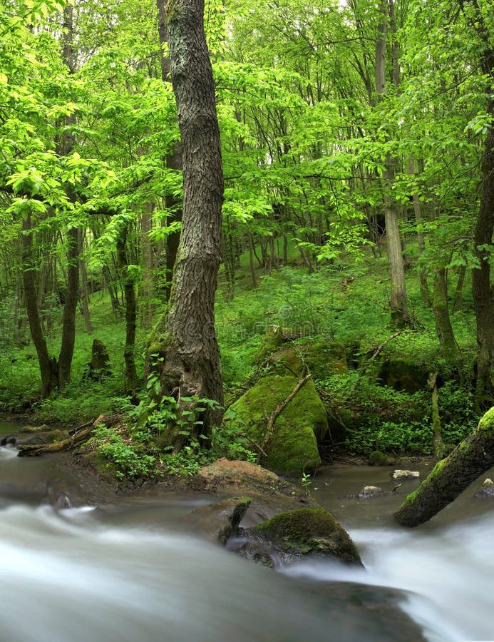 River in spring forest stock image. Image of outdoor, waterfall - 5267729