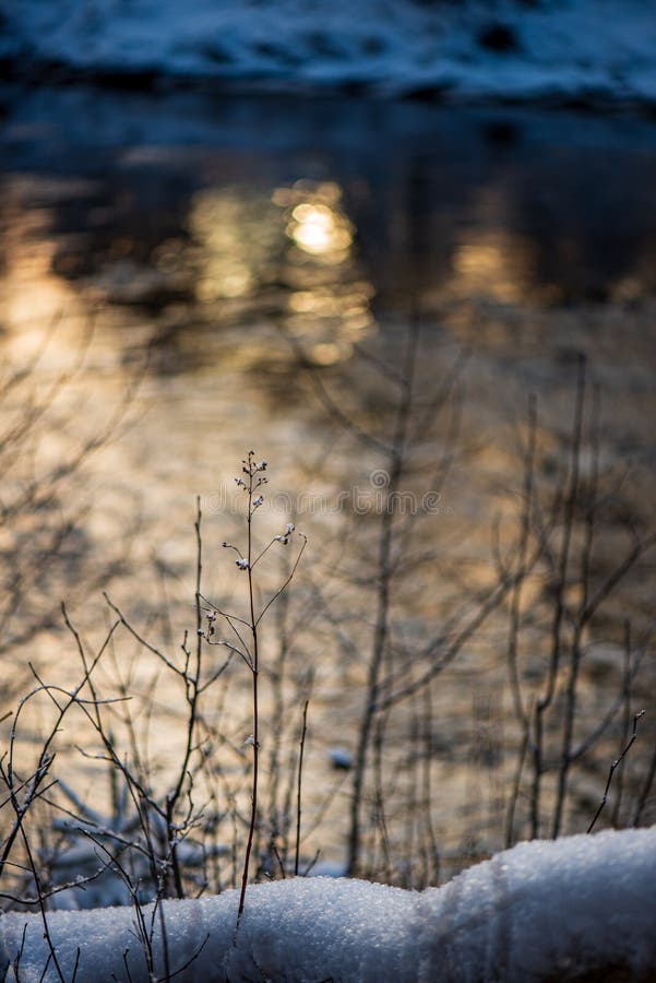 River in Summer Green Shores with Tree Reflections in Water Stock Image ...