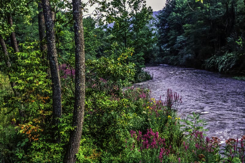 River in summer stock photo. Image of beautiful, relaxing - 81738952