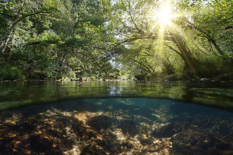 River in the Forest with Sunlight Split View Over Under Water Stock ...