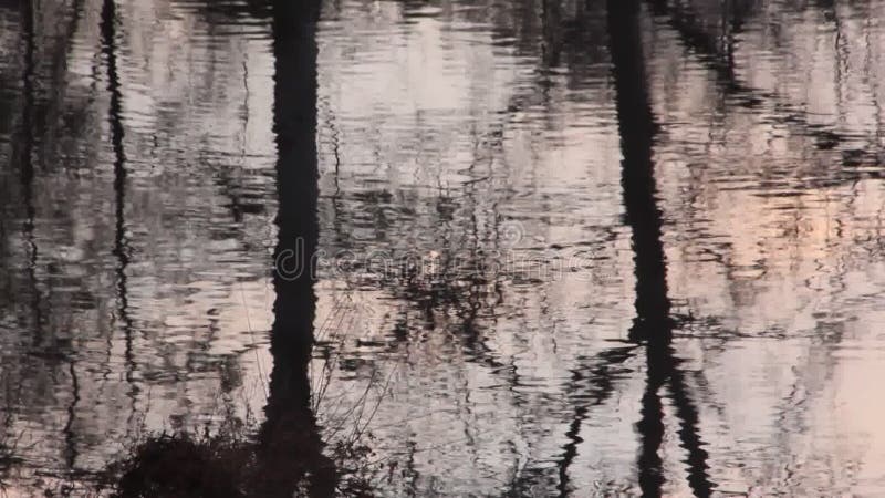 Dynamic Reflection of Trees by the Water Surface Stock Footage - Video ...