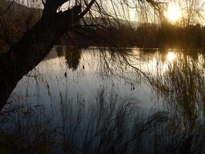 River at sunset stock photo. Image of tree, sallow, vltava - 29477606
