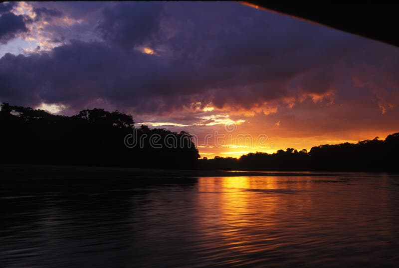 Lion face. stock photo. Image of african, face, lion, predator - 4995132