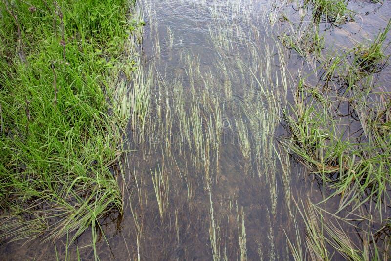 River Surface with Reeds and Algae. Green Grass in the Water of a Small ...