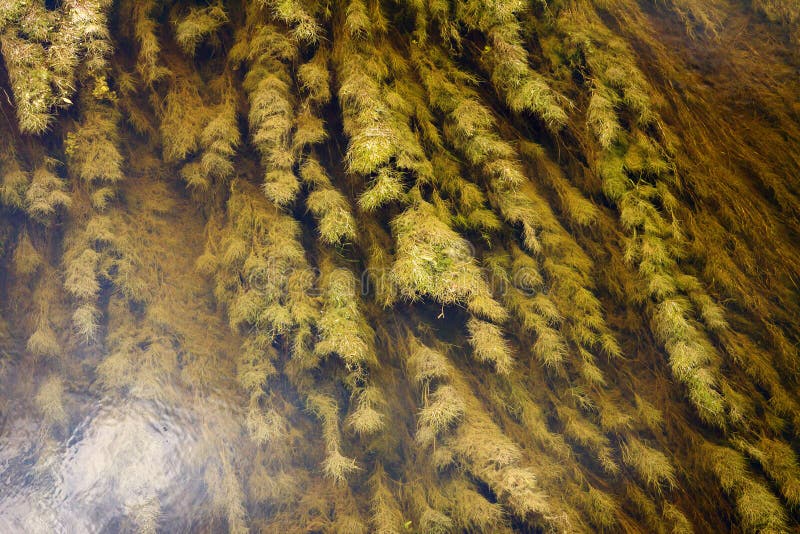 River surface texture stock photo. Image of leaf, grass - 82234160