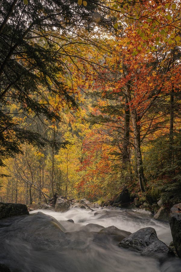 A River Surrounded by a Colourful Forest in the Pyrenees Mountains in ...