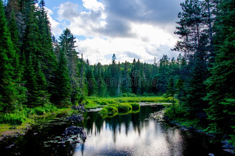River Surrounded by Conifers Stock Photo - Image of river, pine: 75695590