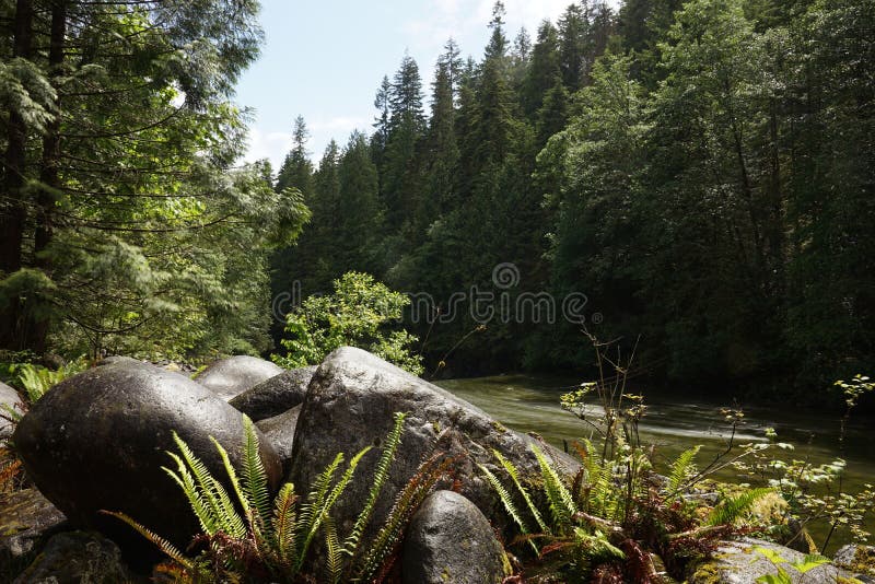 River Surrounded by Pine Trees Stock Image - Image of colors, trunk ...