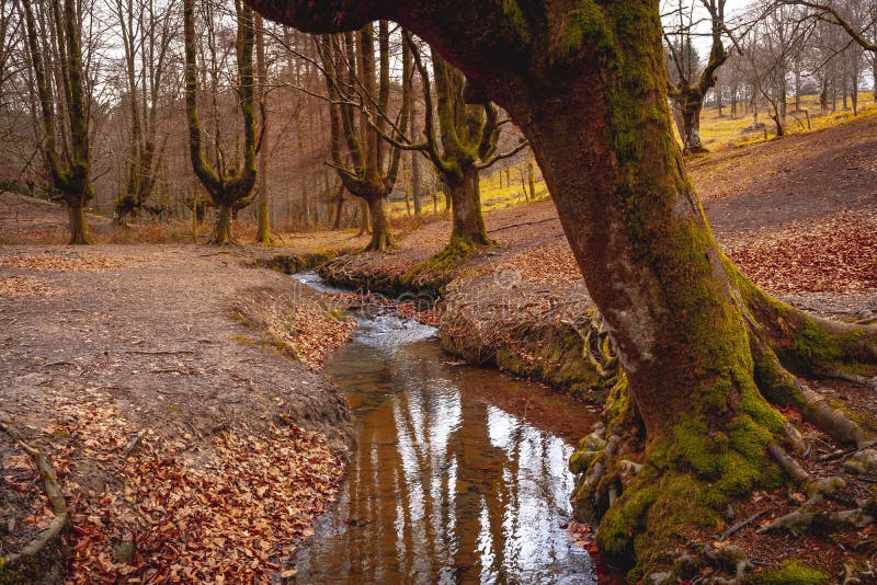 Forest in the Basque Country Stock Image - Image of natural, scenic ...