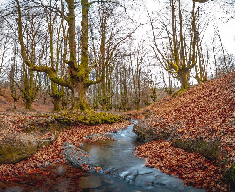 Forest in the Basque Country Stock Image - Image of natural, scenic ...
