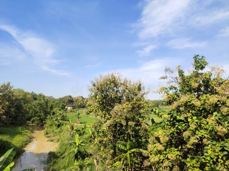 The River Surrounded by Trees is Used As a Source of Irrigation in ...