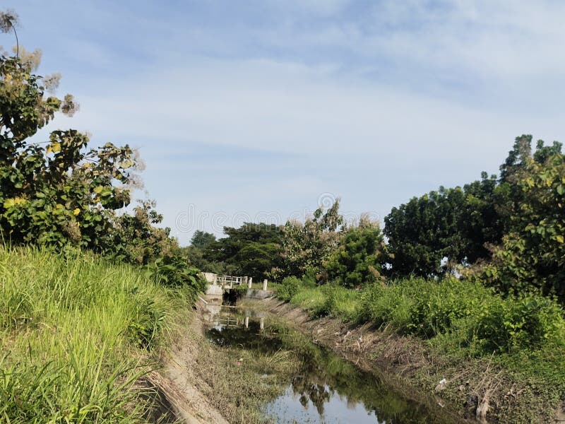 The River Surrounded by Trees is Used As a Source of Irrigation in ...