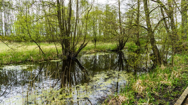 River in the Swamp Landscape Stock Image - Image of endangered, stream ...
